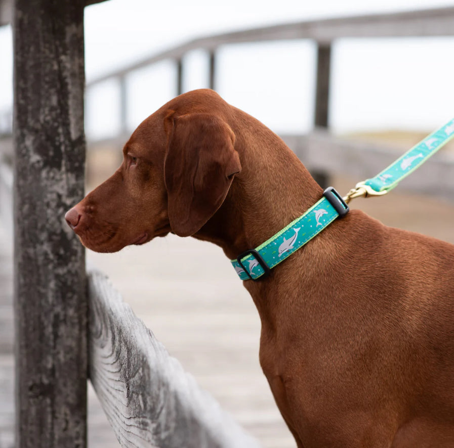 Dolphin Dog Collar – River Dog Bakery