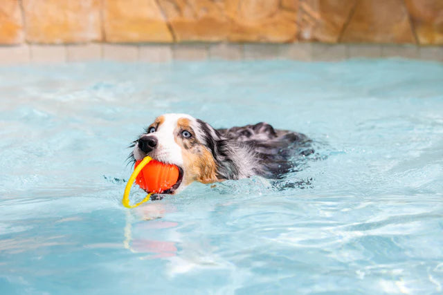 Hive Zoomer Launcher & Looper Ball – River Dog Bakery