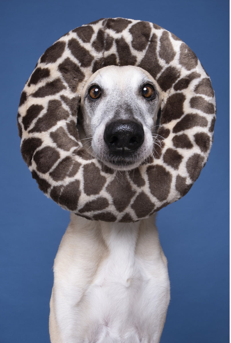 Python Ring – River Dog Bakery